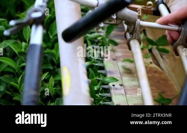 Two men gather tea at a tea plantation with an automatic clipper for ...