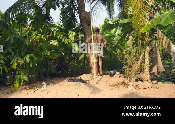 Man climbing coconut palm tree to pick coconuts Stock Videos & Footage ...