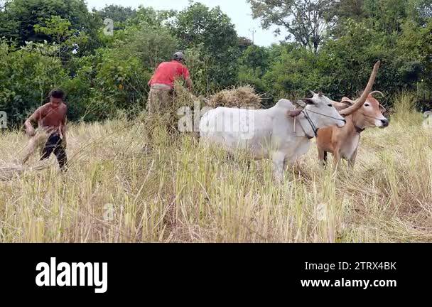 farmer riding and loading rice straw onto an ox cart in a hay field ...