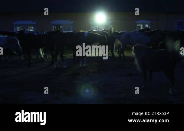 Horses in stables night Stock Videos & Footage - HD and 4K Video Clips ...