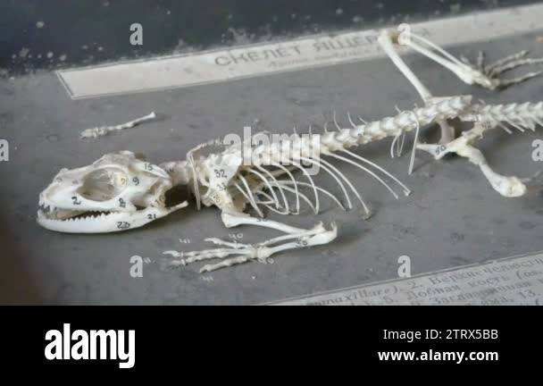 Reptile skeleton Stock Videos & Footage - HD and 4K Video Clips - Alamy