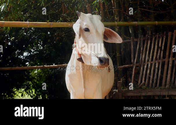 Cow standing up Stock Videos & Footage - HD and 4K Video Clips - Alamy