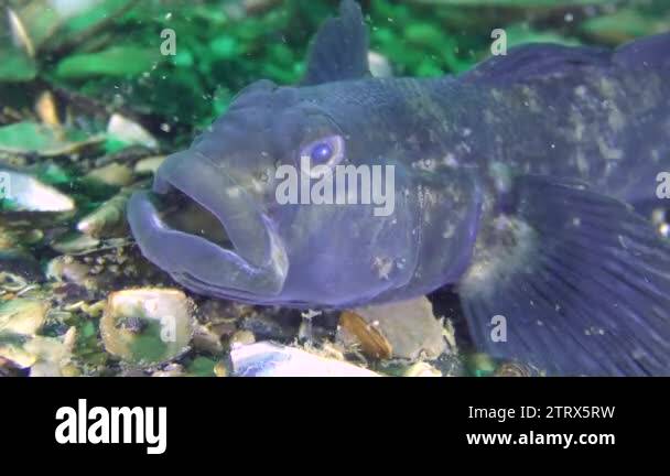 Invasive species Round goby (Neogobius melanostomus Stock Video Footage ...