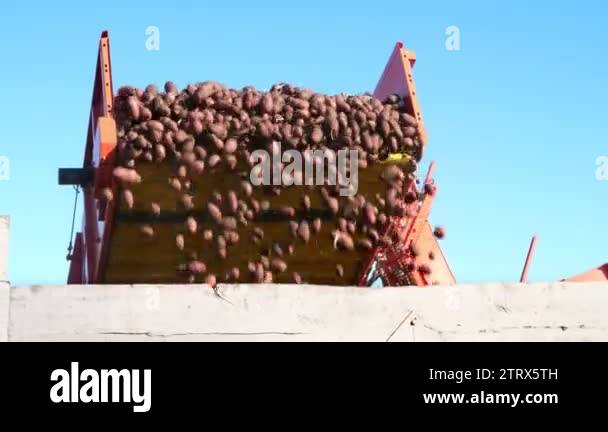 potato harvester unloads potatoes in a Truck for transport. Farm ...