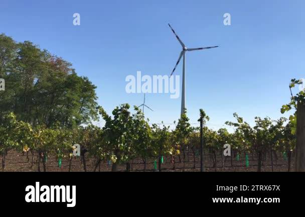 Rotating blades of wind turbine tower near green vineyard farm produce ...