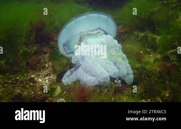 The jellyfish fell to the bottom and dies (Rhizostoma pulmo), commonly ...