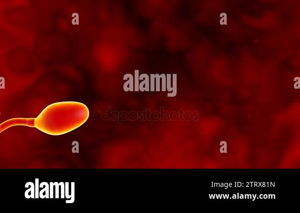 Sperm fertilization Stock Videos & Footage - HD and 4K Video Clips - Alamy