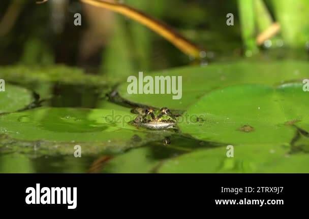 A very small frog Stock Videos & Footage - HD and 4K Video Clips - Alamy