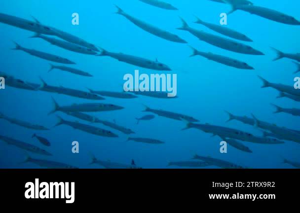 Large school of Barracudas swim in the blue water. Bigeye Barracuda ...