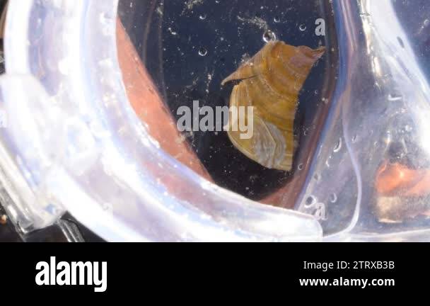 small, baby sea snail, Aplysia seahare in diving mask Stock Video ...