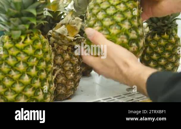 Male hand selecting pineapple at the supermarket. Man taking pineapple ...