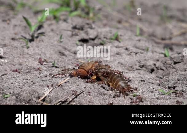 Life of insects in the garden beds.Ants feed on the locusts.Formic ...
