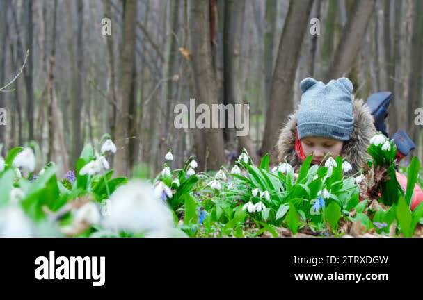 A beautiful , cute little girl enjoys blossoming snowdrops in a spring ...