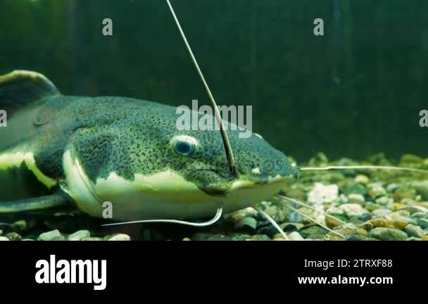 Airbreathing catfish Stock Videos & Footage - HD and 4K Video Clips - Alamy