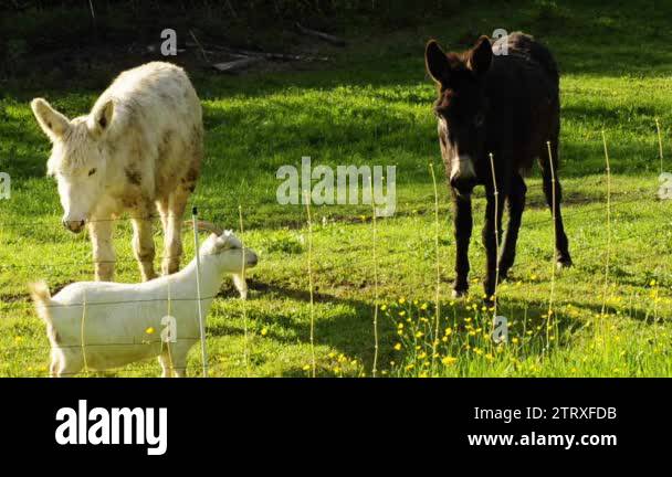 Donkey and goats Stock Video Footage - Alamy