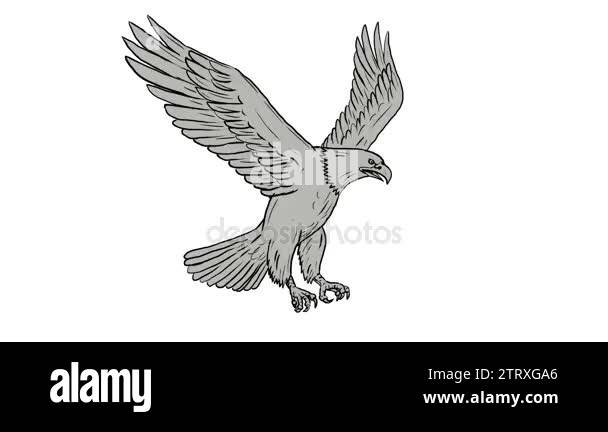 Bald Eagle Flying 2D Animation Stock Video Footage - Alamy