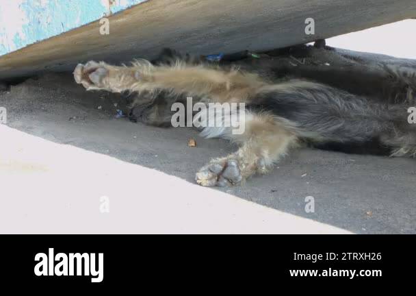 A stray dog Stock Videos & Footage - HD and 4K Video Clips - Alamy
