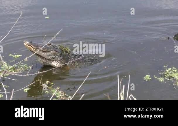 Alligator growling during breeding season Stock Videos & Footage - HD ...