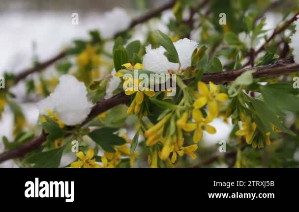 Rare phenomenon. Snow in spring. Branches of the Blossoming tree on ...