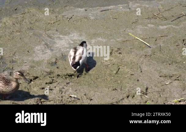 Swamp walk Stock Videos & Footage - HD and 4K Video Clips - Alamy