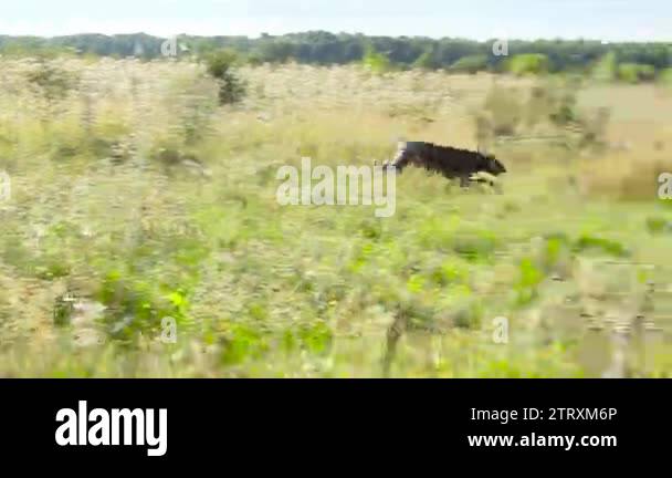 Adult hunting on grass Stock Videos & Footage - HD and 4K Video Clips ...