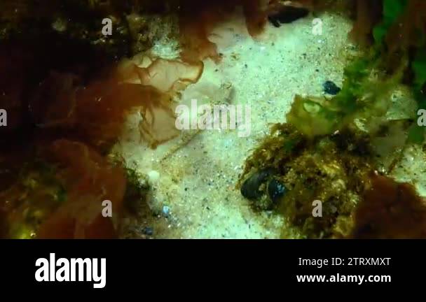 Fish of the Black Sea. Pomatoshistus marmoratus - a small species of ...