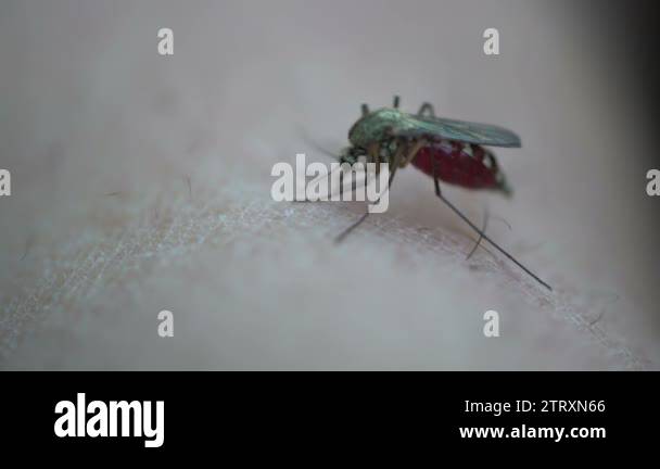 Biting skin Stock Videos & Footage - HD and 4K Video Clips - Alamy
