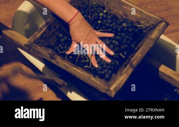 Vinification method Stock Videos & Footage - HD and 4K Video Clips - Alamy