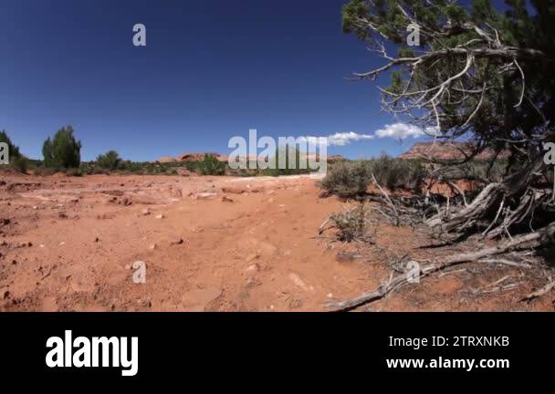 Dolly tree Stock Videos & Footage - HD and 4K Video Clips - Alamy