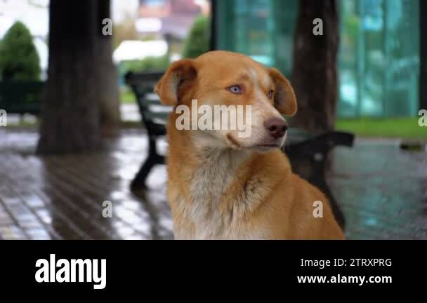 Homeless Red Dog sits on a City Street in Rain against the Background ...