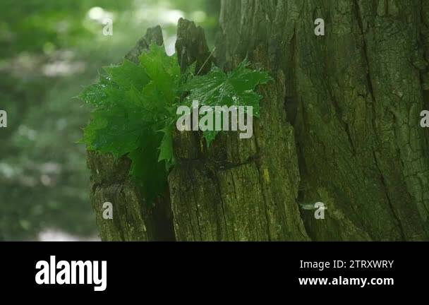 Green leaves maple tree wet Stock Videos & Footage - HD and 4K Video ...