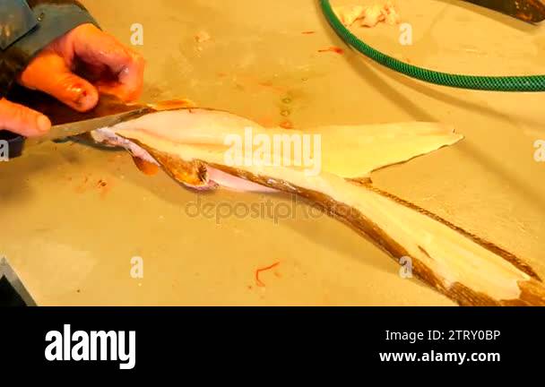 Gutting Common ling, the ling fish (Molva molva). . The operator makes ...