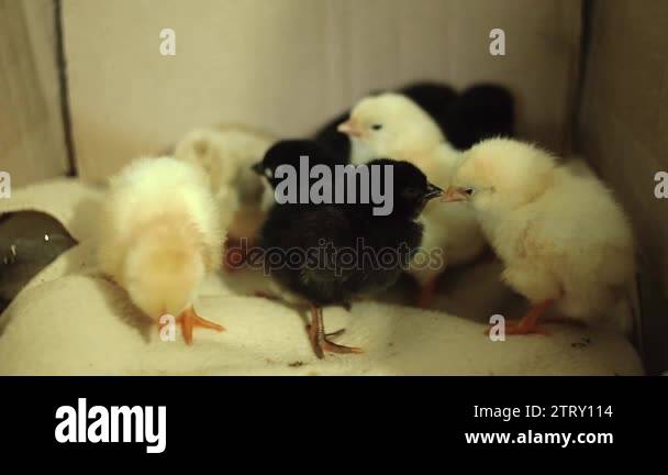 Recently hatched, still wet, unconscious, yellow newborn chicks in an ...