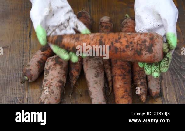 A farmer holds a biological product of carrots, hands and carrots ...