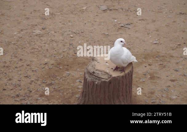 A lone white dove Stock Video Footage - Alamy