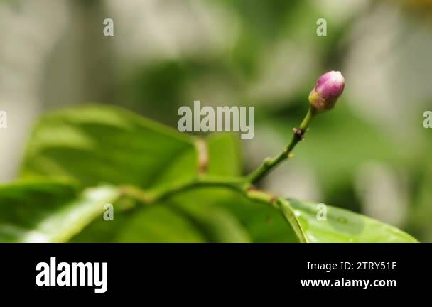 Citron Stock Videos & Footage - HD and 4K Video Clips - Alamy