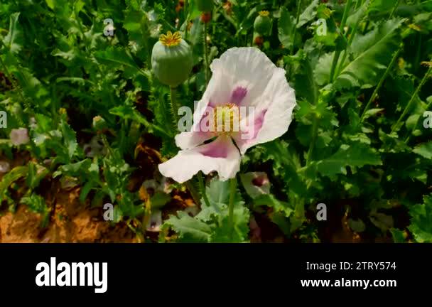 Poor harvest of poppy seed. View over white poppy field with some ...