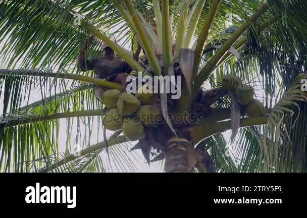 coconut seller at the top of a palm tree bringing down a bunch of ...