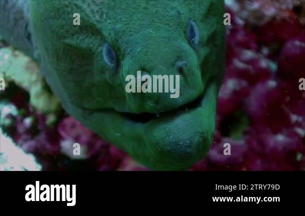 Oceanic eel Stock Videos & Footage - HD and 4K Video Clips - Alamy