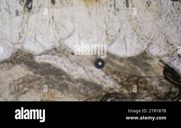 Animal tissue microscope Stock Videos & Footage - HD and 4K Video Clips ...