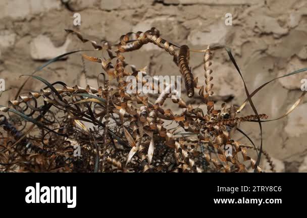 Sharp tool waste Stock Videos & Footage - HD and 4K Video Clips - Alamy
