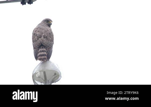 Mexican hawk Stock Videos & Footage - HD and 4K Video Clips - Alamy