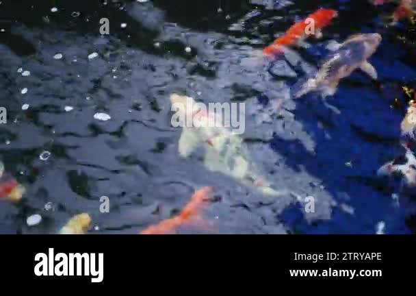 Ornamental fish ponds Stock Videos & Footage - HD and 4K Video Clips ...