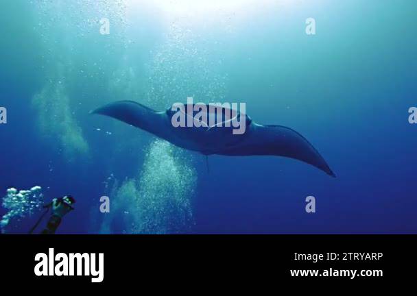 Close encounter with giant Manta ray in Red Sea Stock Video Footage - Alamy