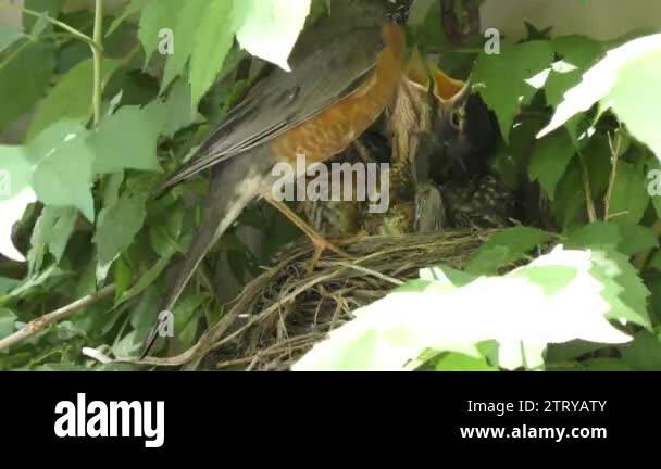 Hungry robin chicks Stock Videos & Footage - HD and 4K Video Clips - Alamy