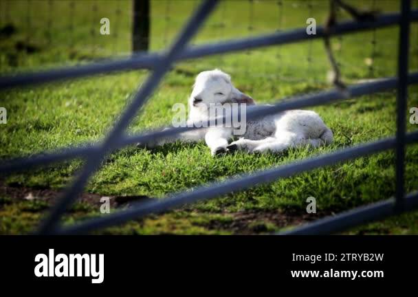 Gate lamb farming farmyard farm countryside Stock Videos & Footage - HD ...