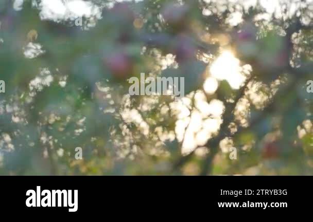 Beautiful bright green and blue colorful sunny nature background. Sun ...