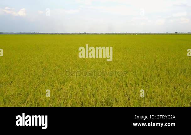 Rice field, Top view of rice field from drone Stock Video Footage - Alamy