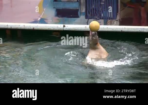Seal beach ball Stock Videos & Footage - HD and 4K Video Clips - Alamy