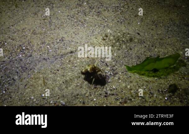 Sand sole (Pegusa lascaris) lies on the sandy ground, close-up, side ...